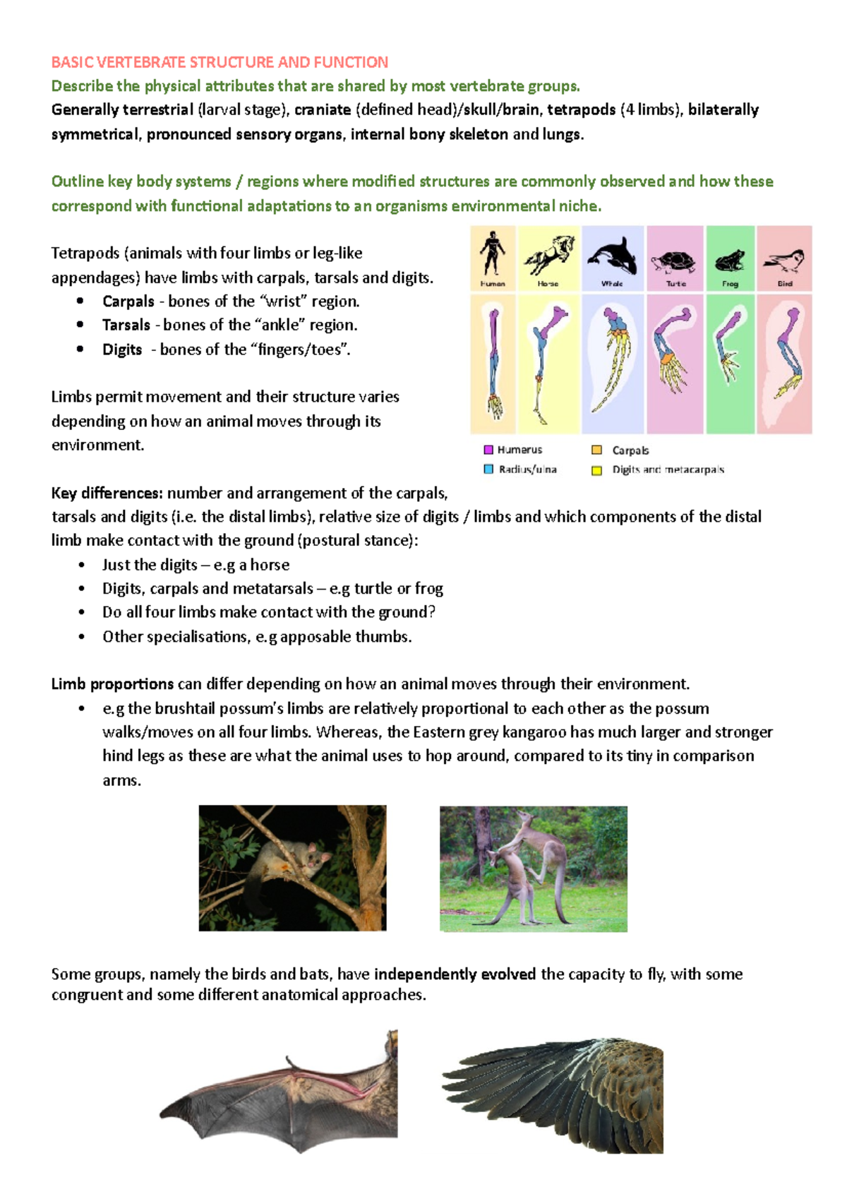 Basic Vertebrate Structure and Function - BASIC VERTEBRATE STRUCTURE ...