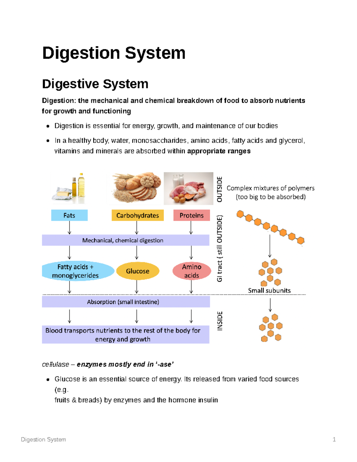 Digestion System - good summary - Digestion System Digestive System ...