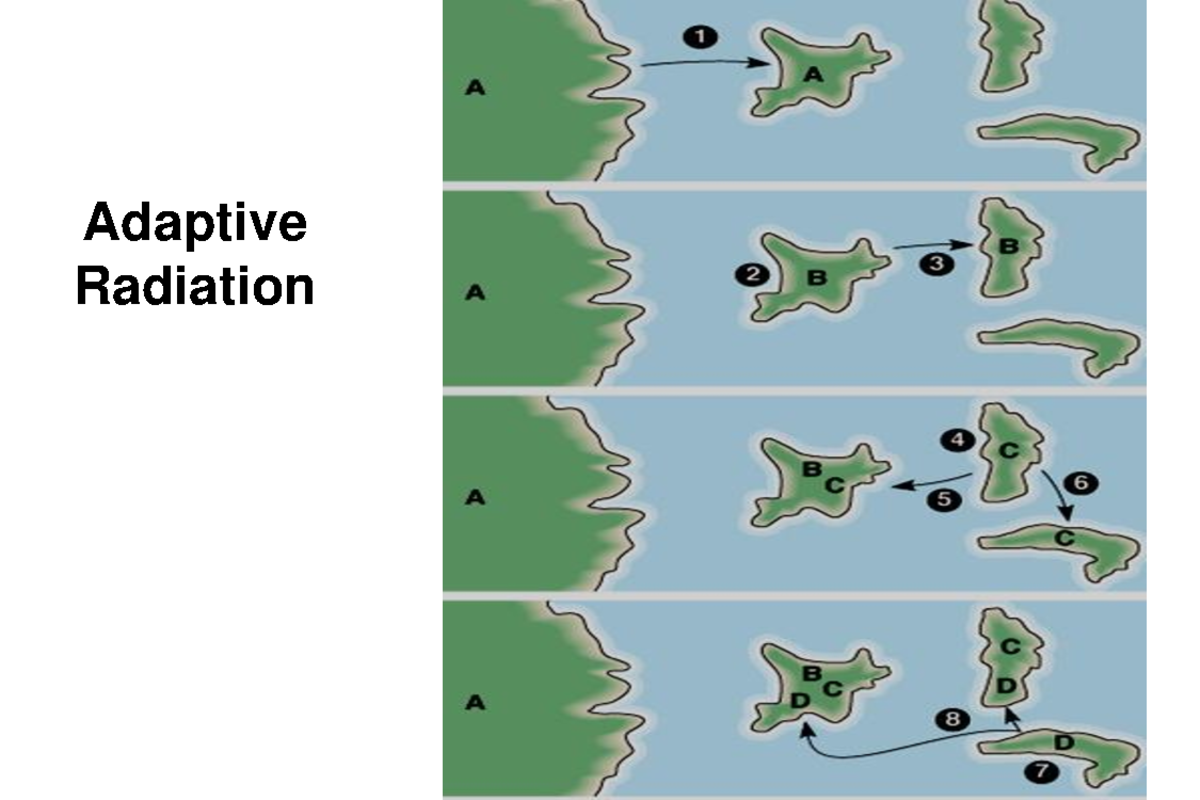 Evolution 4 - bio 100 - Adaptive Radiation Darwin’s Finches Sympatric ...
