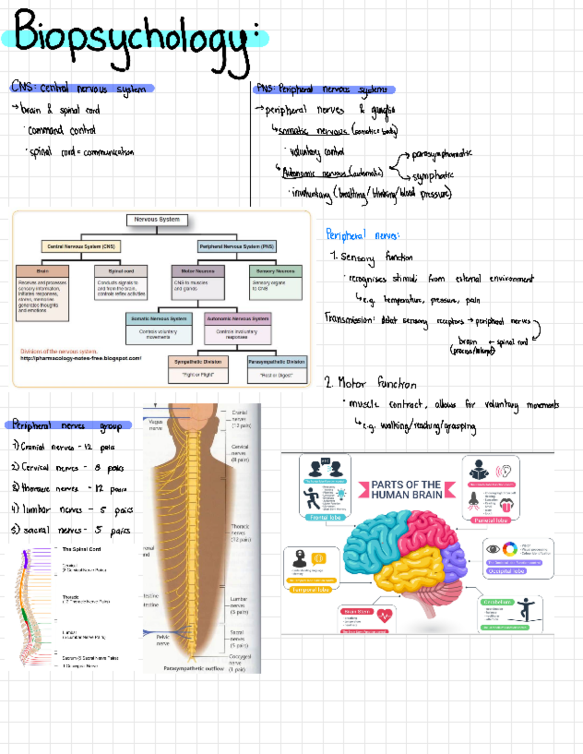 Biopsychology revision - PSYU1101 - Studocu