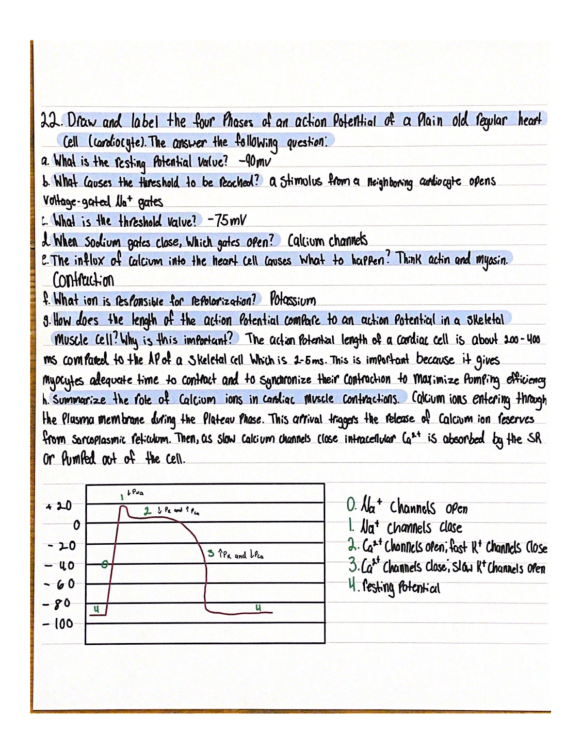 Cardiovascular Review Guide 22-56 - BIO-202 - Studocu
