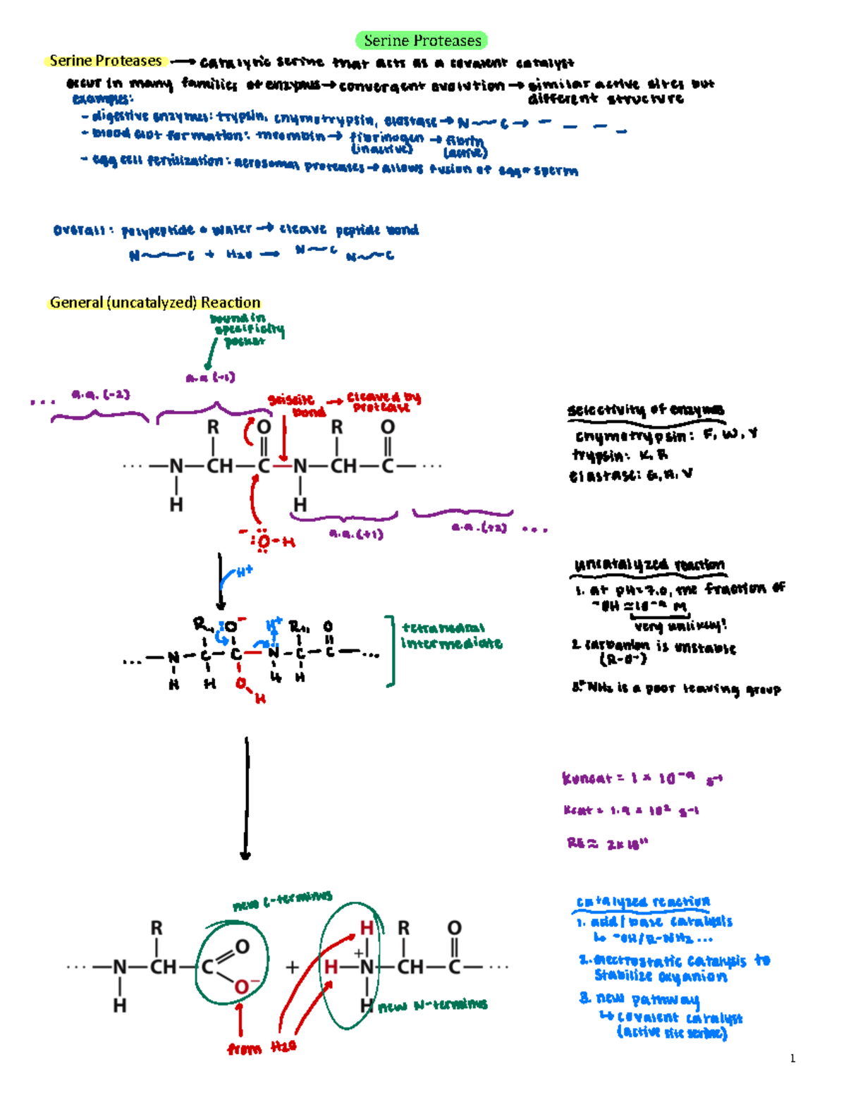 Chapter 11 Serine Proteases - Serine Proteases 1 Serine Proteases ...