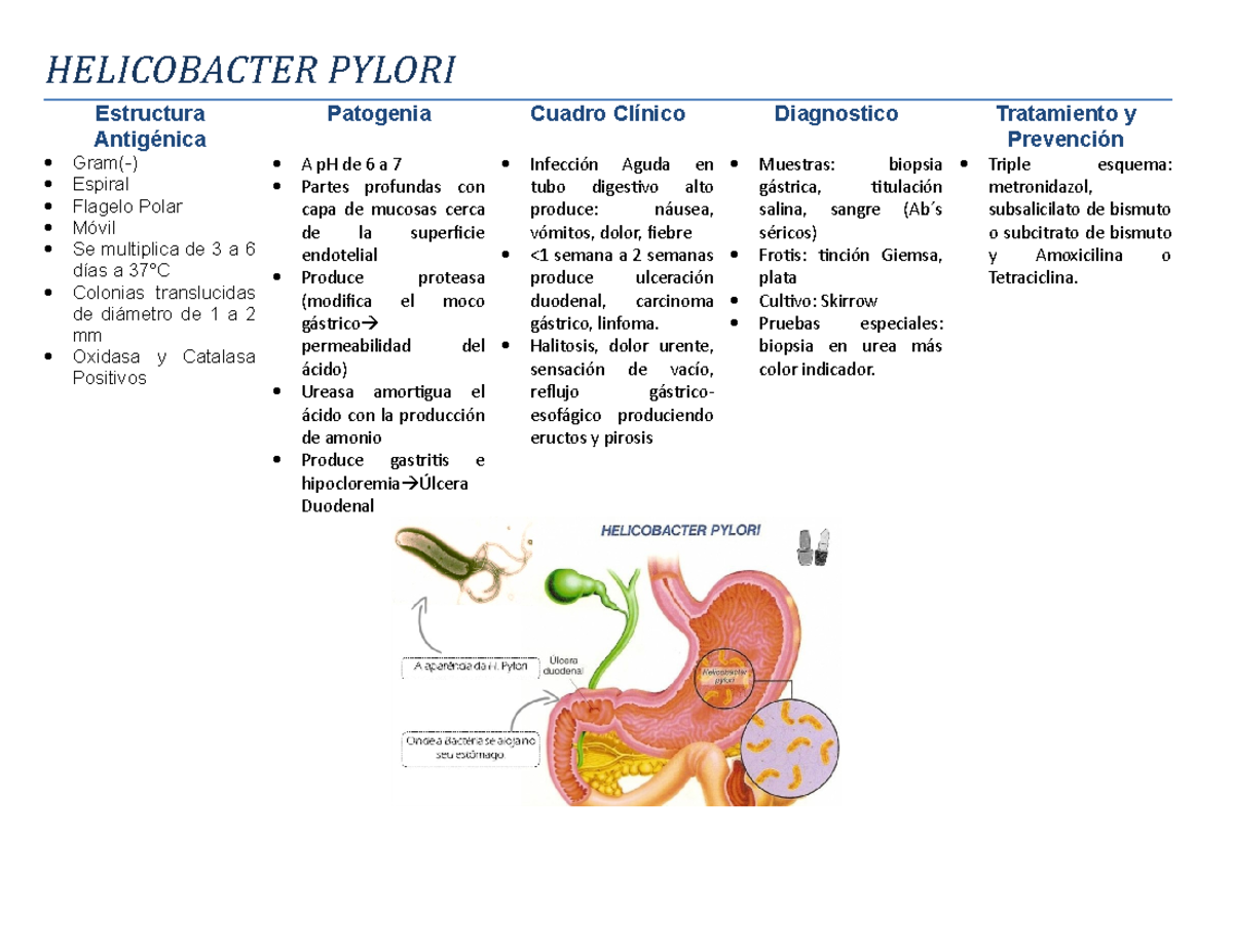 23. Helicobacter Pylori - HELICOBACTER PYLORI Estructura Patogenia ...