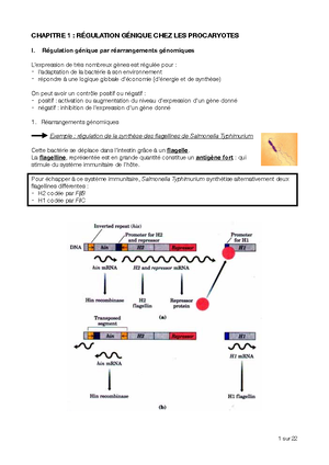 Séquences répétées ADN - Partie cours BM Philippe Lalle LES SÉQUENCES ...