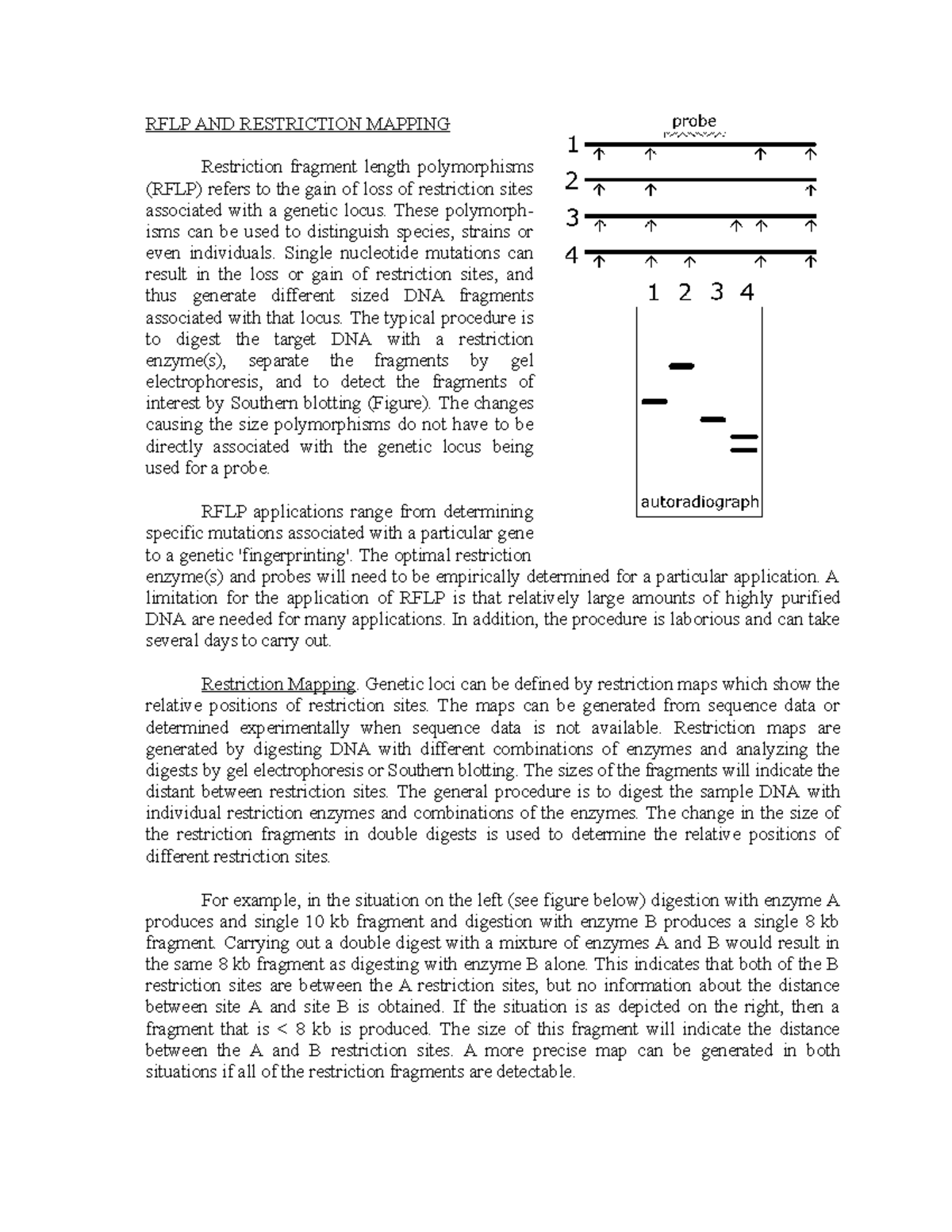 Rflp And Restriction Mapping Rflp And Restriction Mapping Restriction