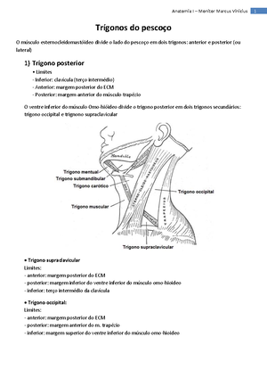 Trígonos do pescoço - ANATOMIA DA REGIÃO CERVICAL SUPERFICIAL (TRÍGONOS ...