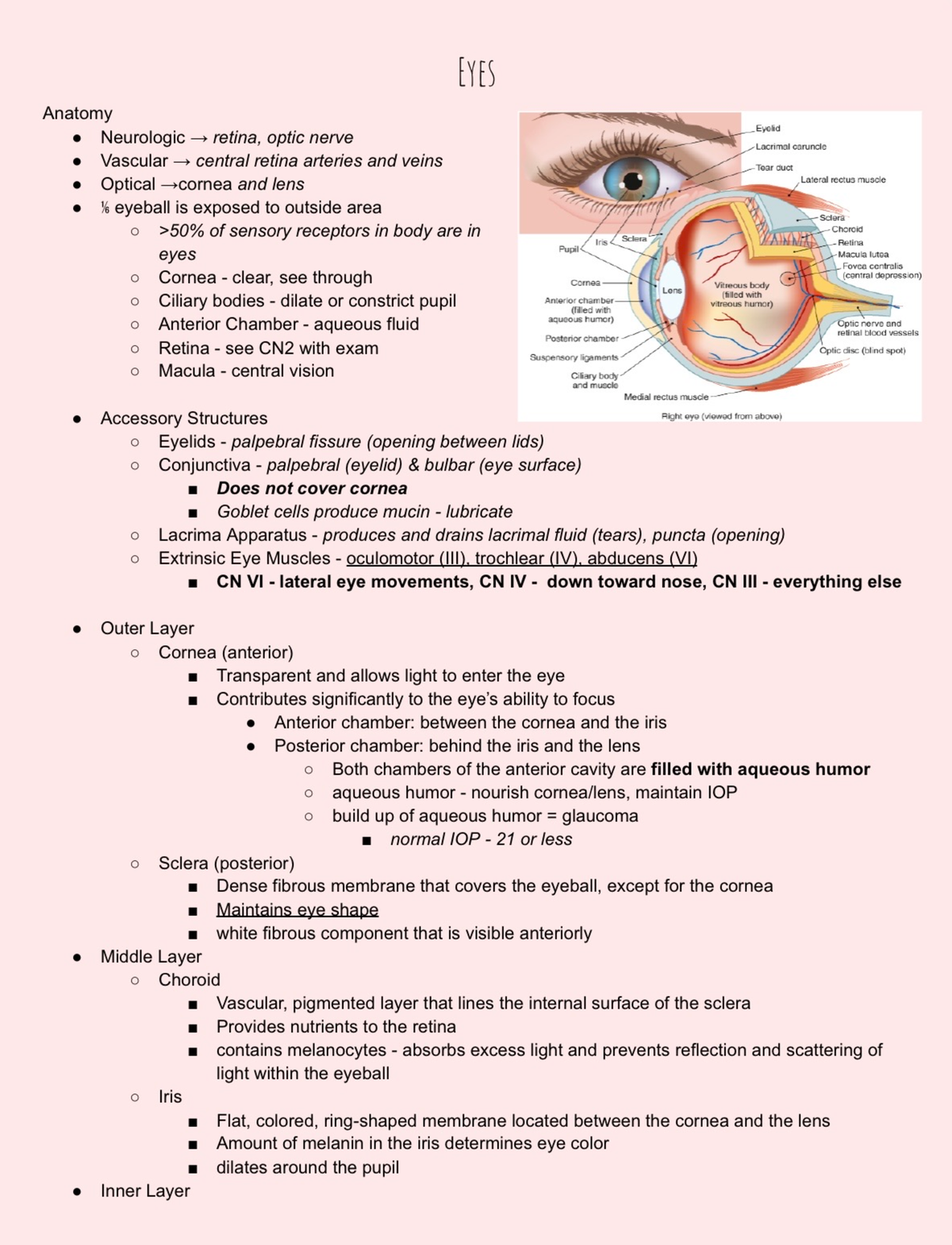 Health Assessment 3 - EYES Anatomy Neurologic retina, optic nerve ...