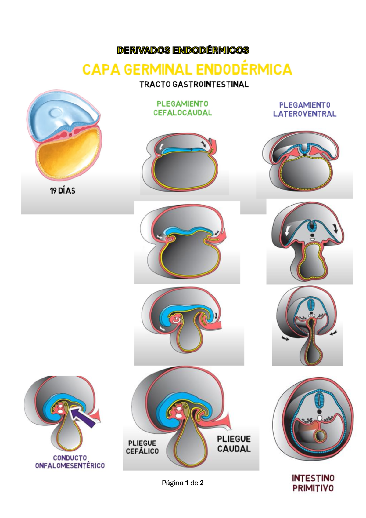Derivados Endodérmicos - Embriología - DERIVADOS ENDODÉRMICOS CAPA ...