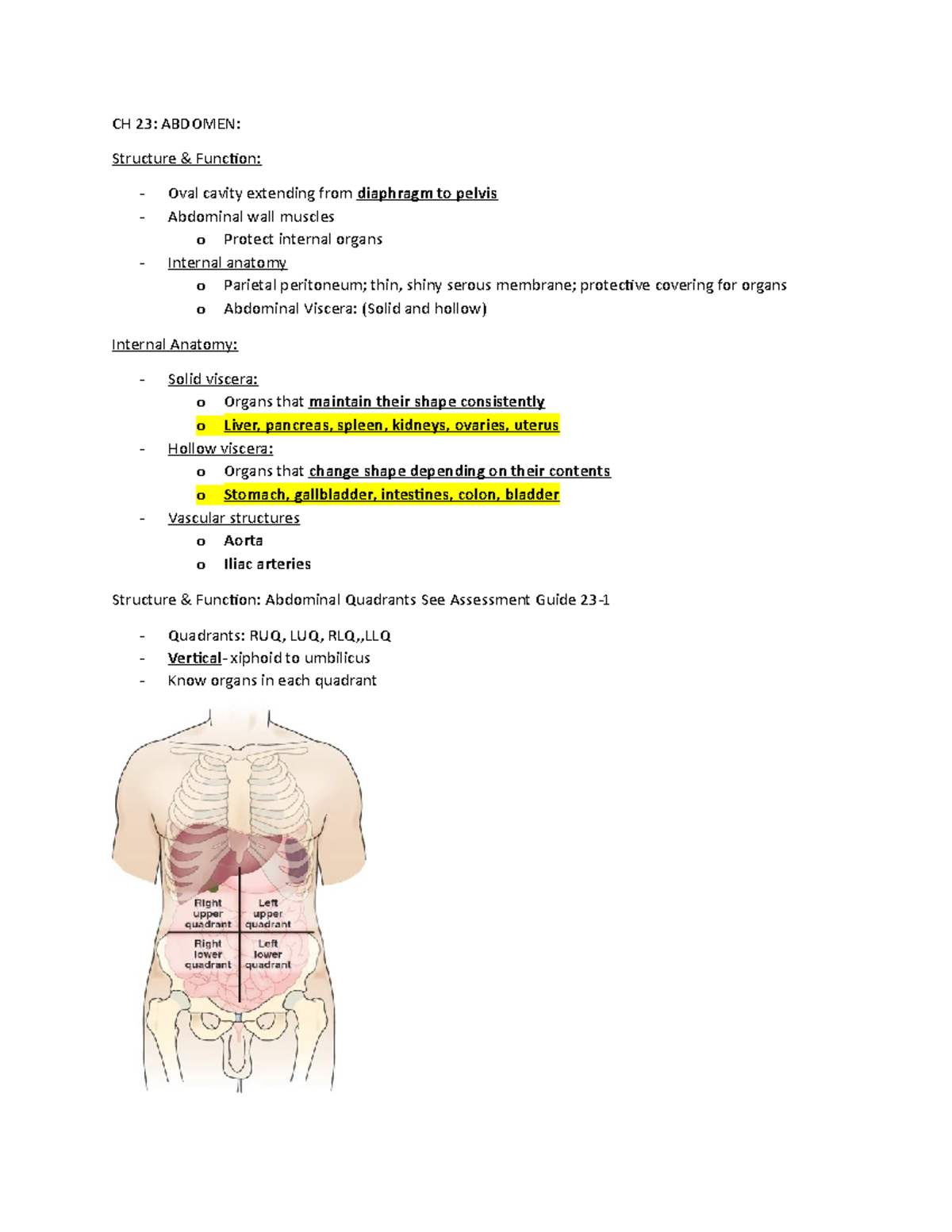 CH 23 Abdomen - notes - CH 23: ABDOMEN: Structure & Function: - Oval ...