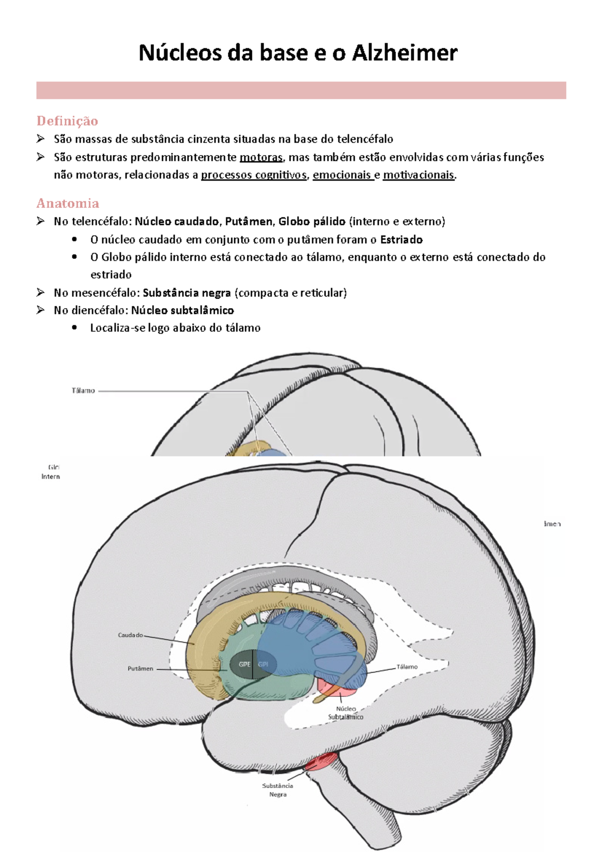 Neurologia - Núcleos da Base - Núcleos da base e o Alzheimer Definição ...