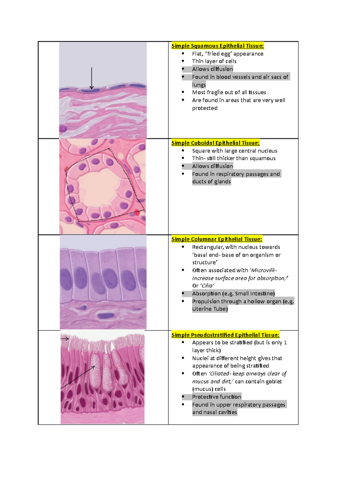 Tissue and Blood Vessel Palm Cards - Simple Squamous Epithelial Tissue ...