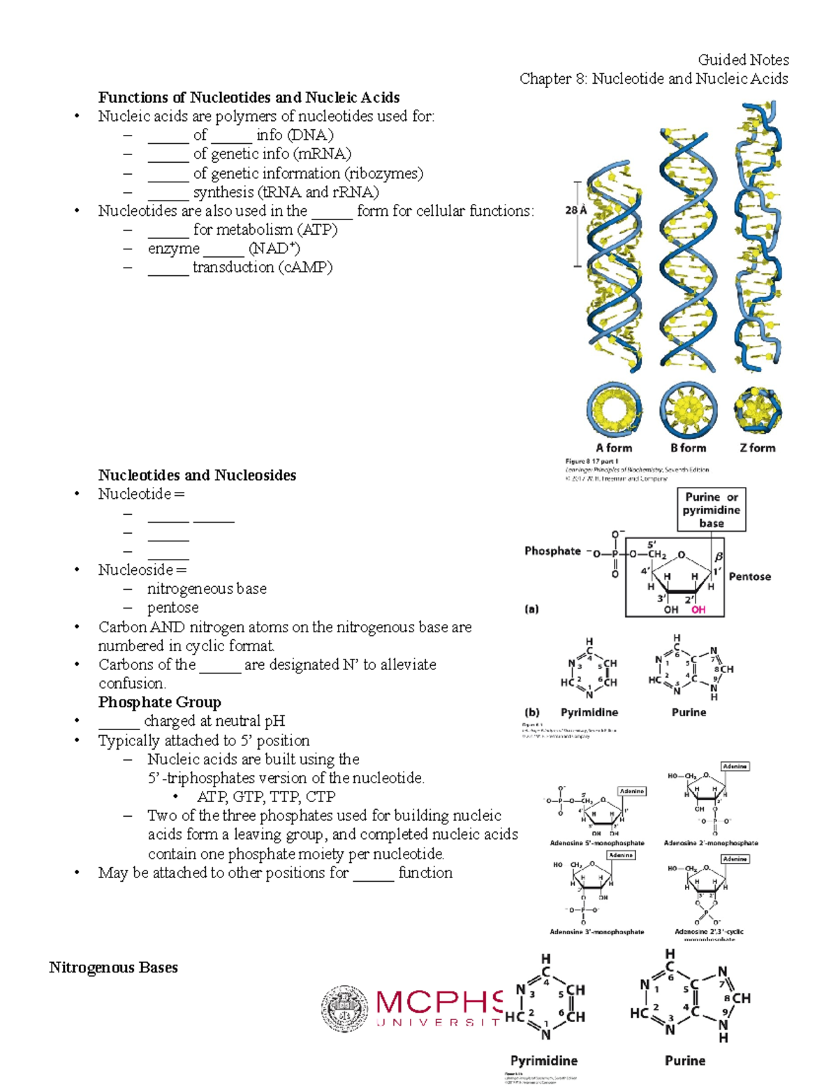 Chapter 8 Nucleic Acids Guided Notes 2021 - Chapter 8: Nucleotide and ...