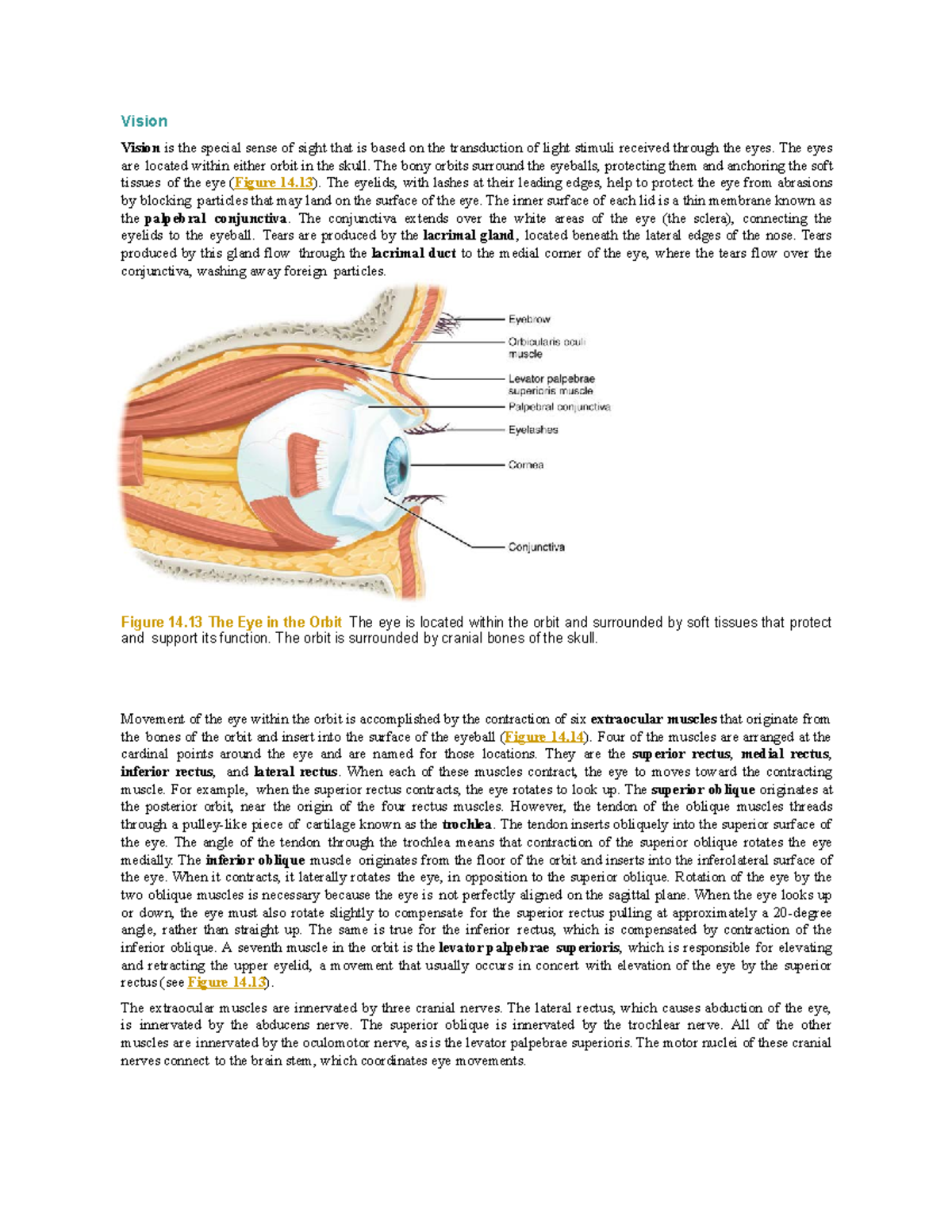 Lab 1 vision supporting document - Vision Vision is the special sense ...