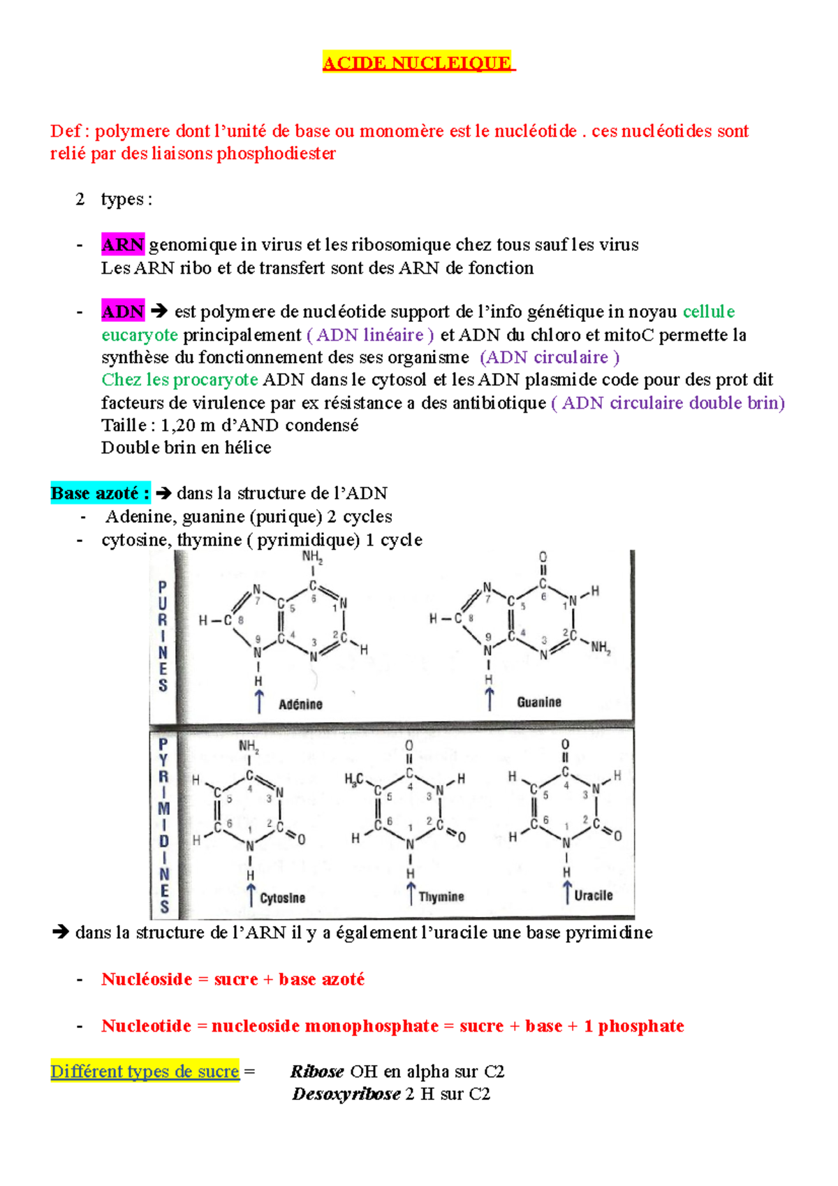 Acide Nucleique synthèse de protéine - ACIDE NUCLEIQUE Def : polymere ...