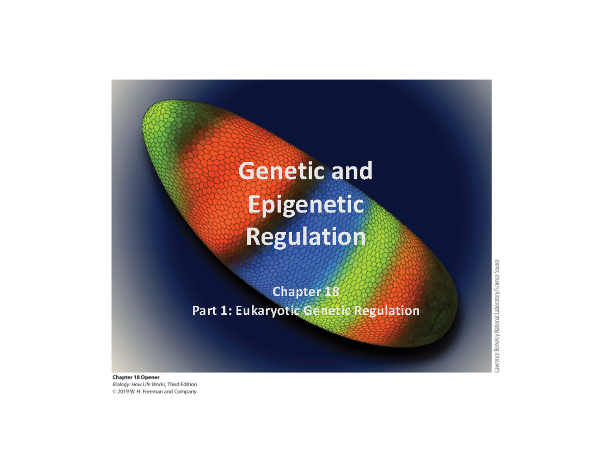 5 Ch18 part 1 lecture for recording - Genetic and Epigenetic Regulation ...