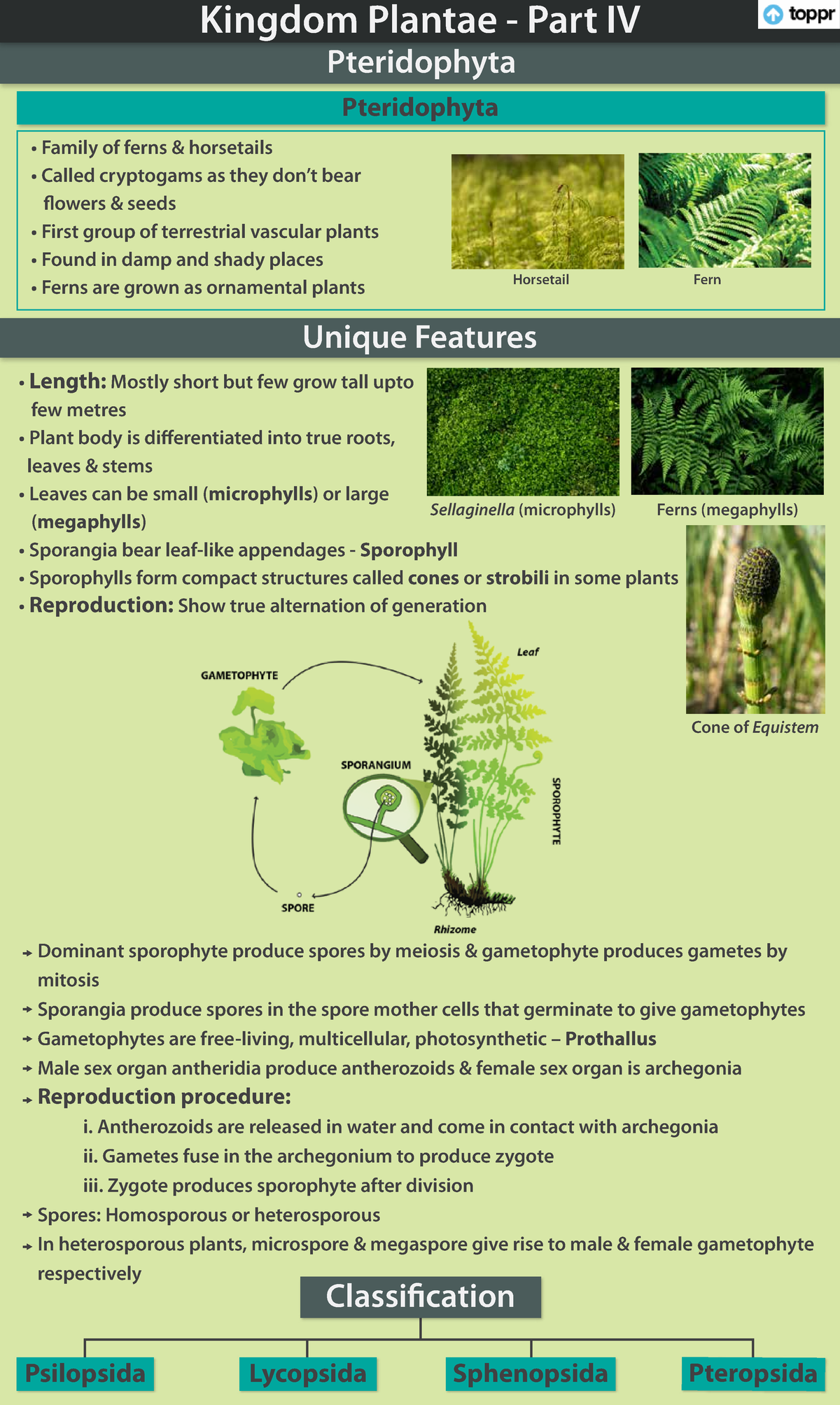 Plant-Kingdom Part 2 - STUDY - Kingdom Plantae - Part IV Pteridophyta ...