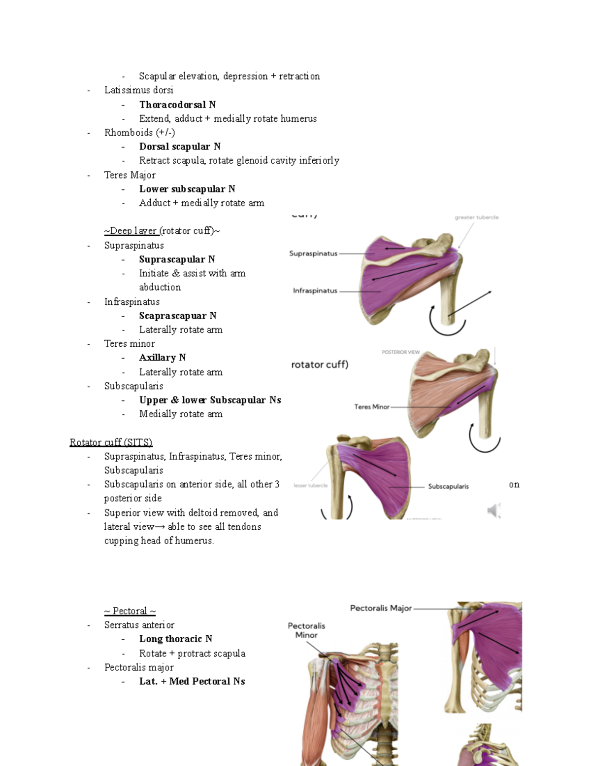 Anatomy rotater cuff notes - Scapular elevation, depression ...