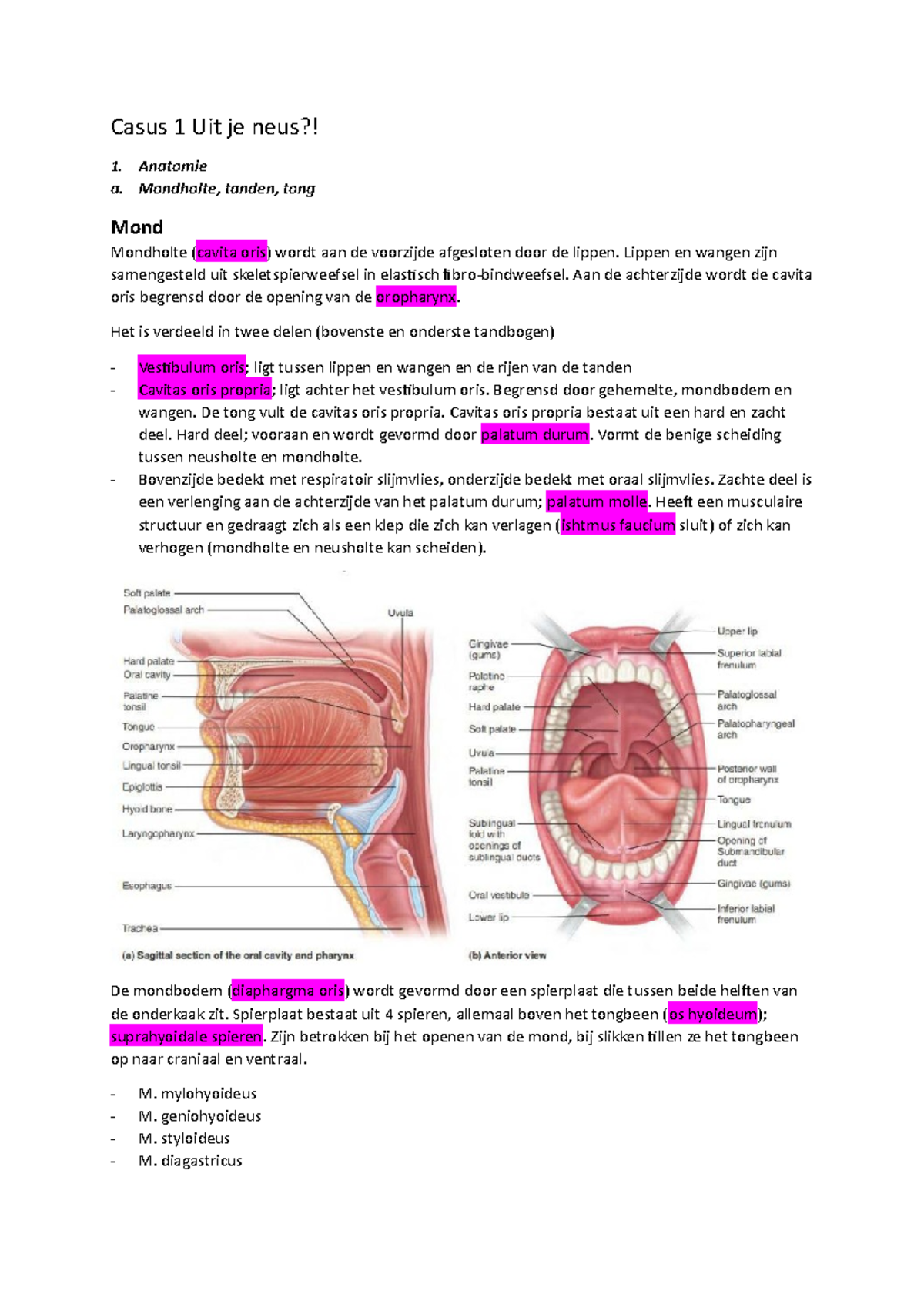 Casus 1 Uit je neus - Casus 1 Uit je neus?! Anatomie a. Mondholte ...