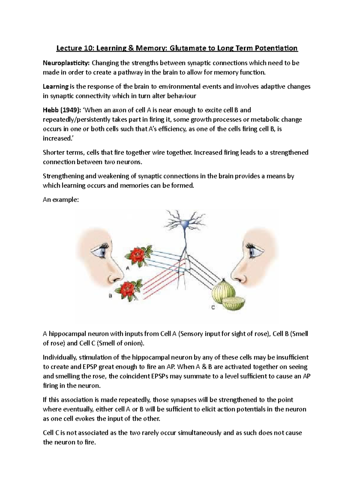 Bn B L10 Long Term Potentiation - Lecture 10: Learning & Memory ...
