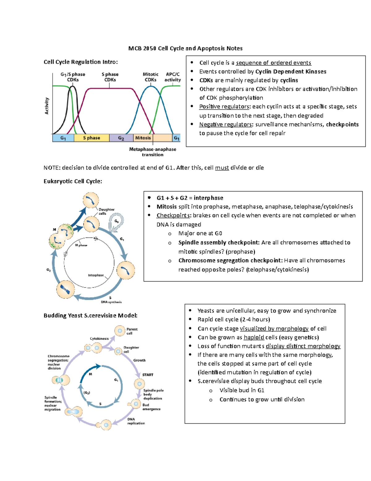 MCB 2050 Cell Cycle and Apoptosis Notes - After this, cell must divide ...