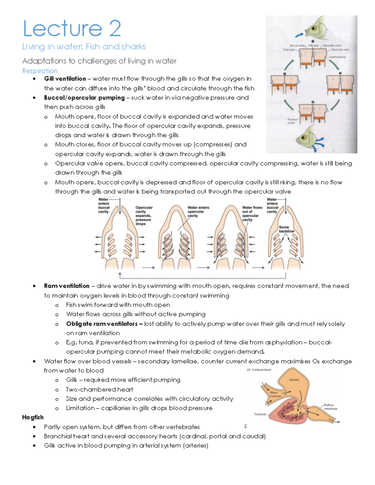 Lecture 2 - Living in water (fish and sharks) - The floor of opercular ...