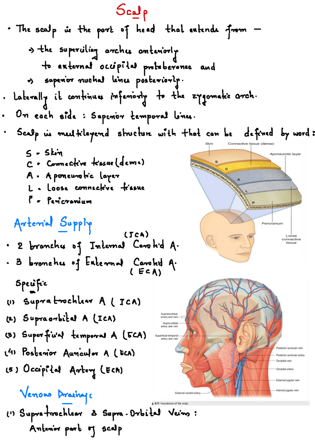 Scalp - Scalp ° The scalp in the part of head that extends from - the ...
