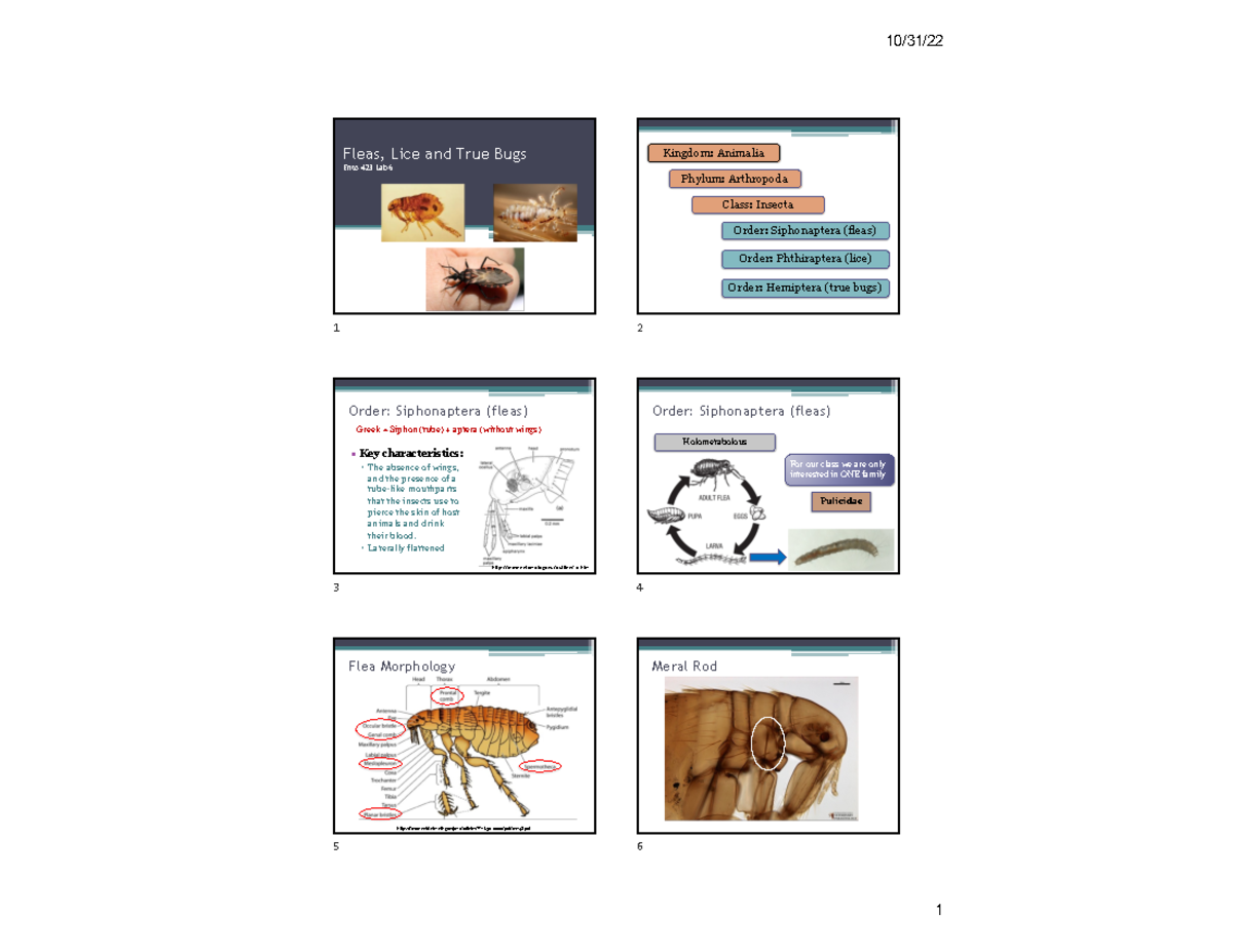 423 Lab 6 - Read-Only - lab pics - Fleas, Lice and True Bugs Ento 423 Lab 6 1 Kingdom: Animalia ...