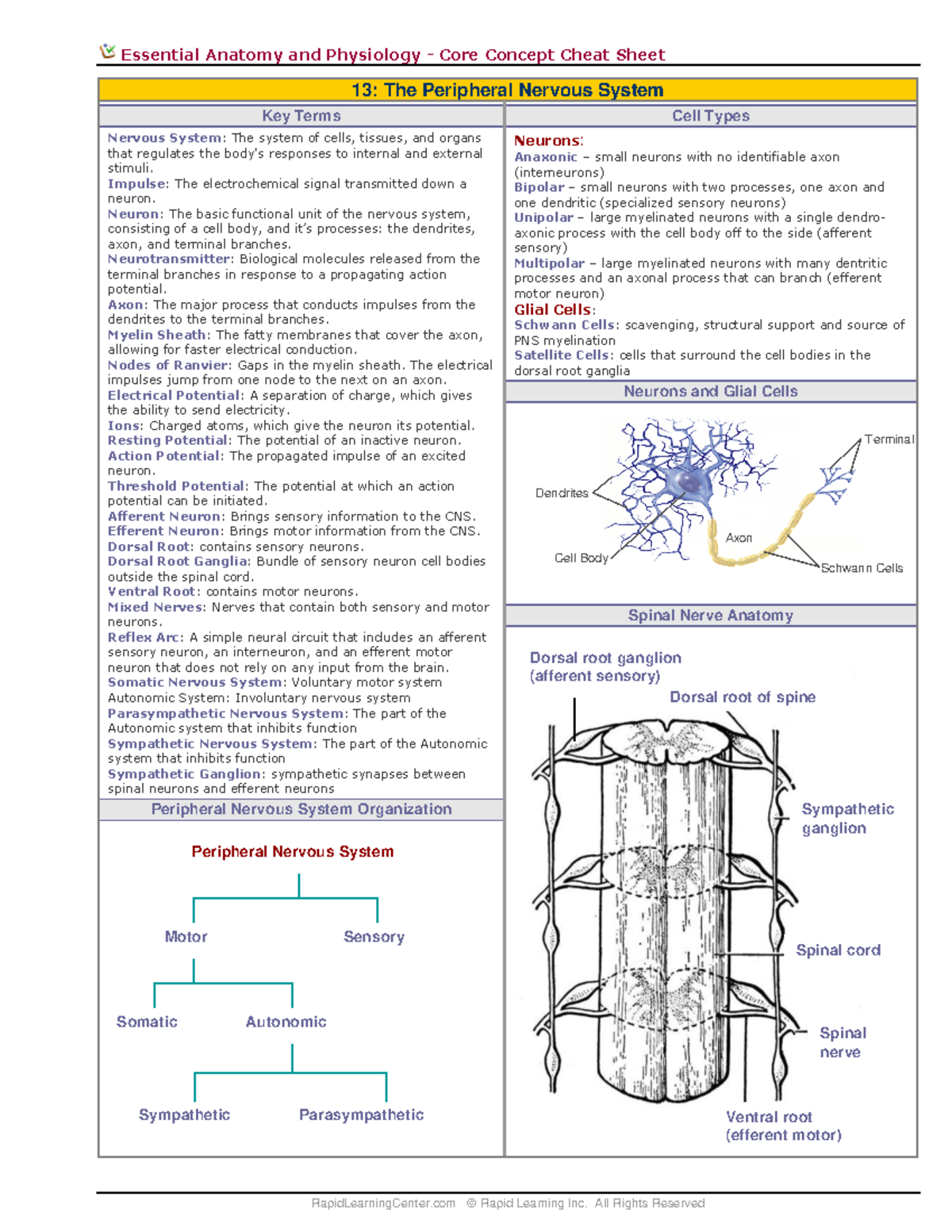 Peripheral nervous system - RapidLearningCenter Rapid Learning Inc. All ...