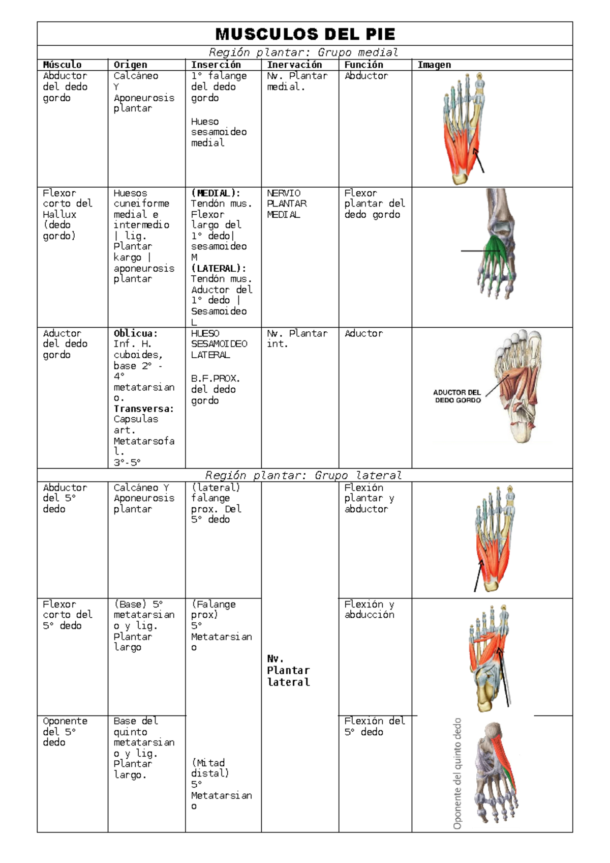 Musculos DEL PIE - Tabla de los músculos del pie - MUSCULOS DEL PIE Región plantar: Grupo medial ...