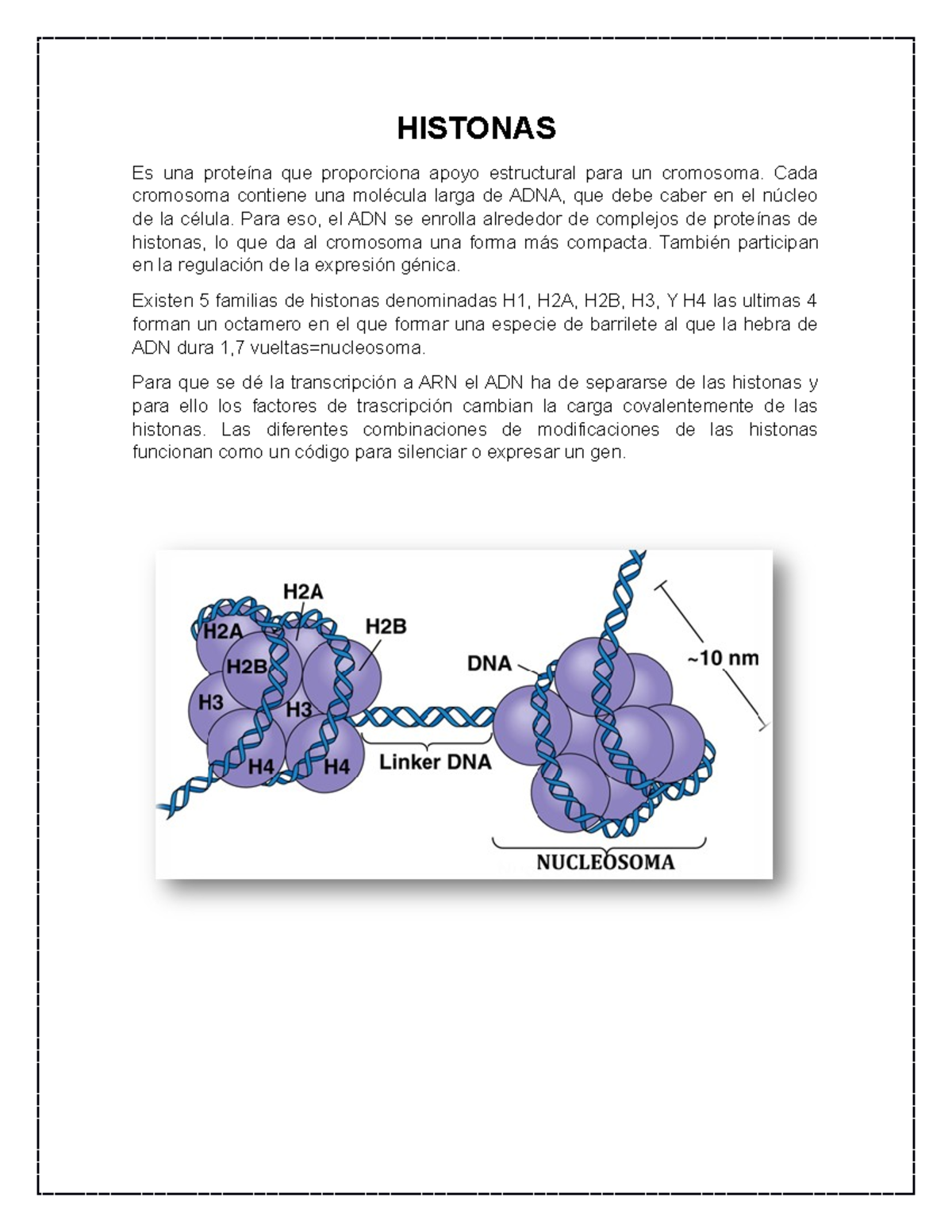 Histonas - HISTONAS Es una proteína que proporciona apoyo estructural ...