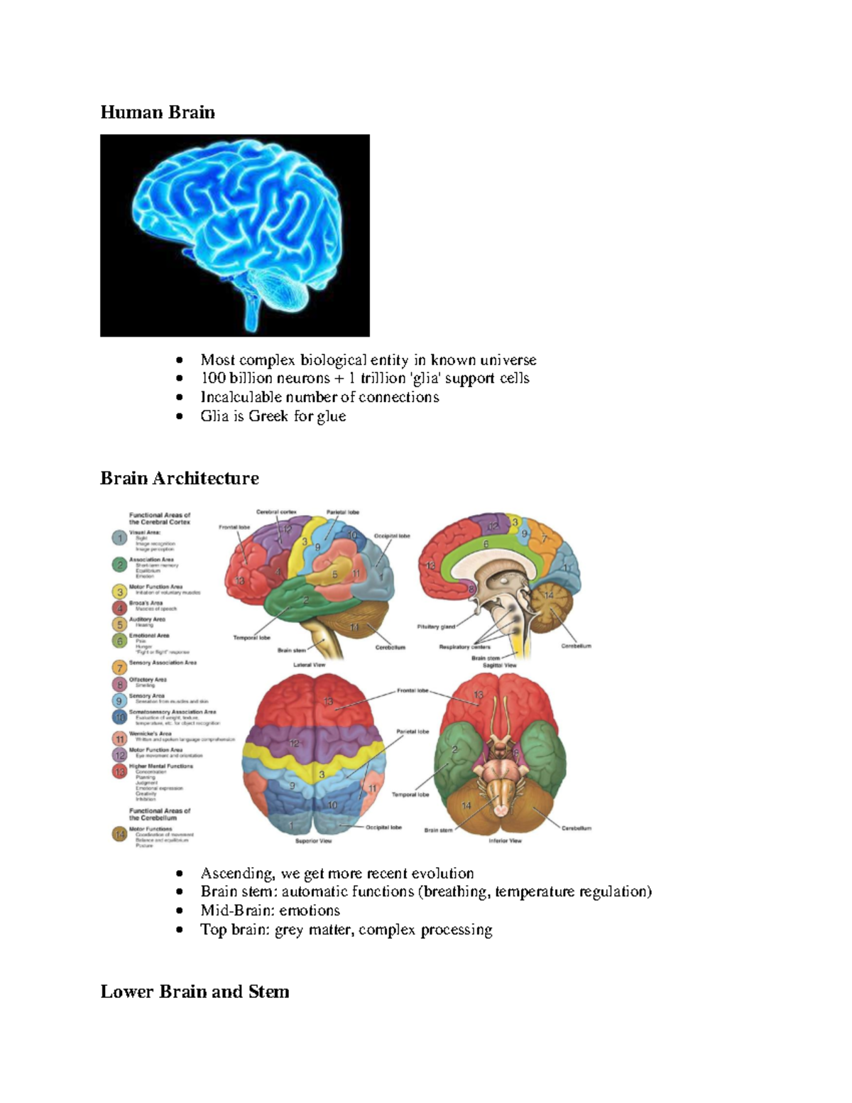 BIO1300: Brains Pt.1 - Human Brain • Most complex biological entity in ...