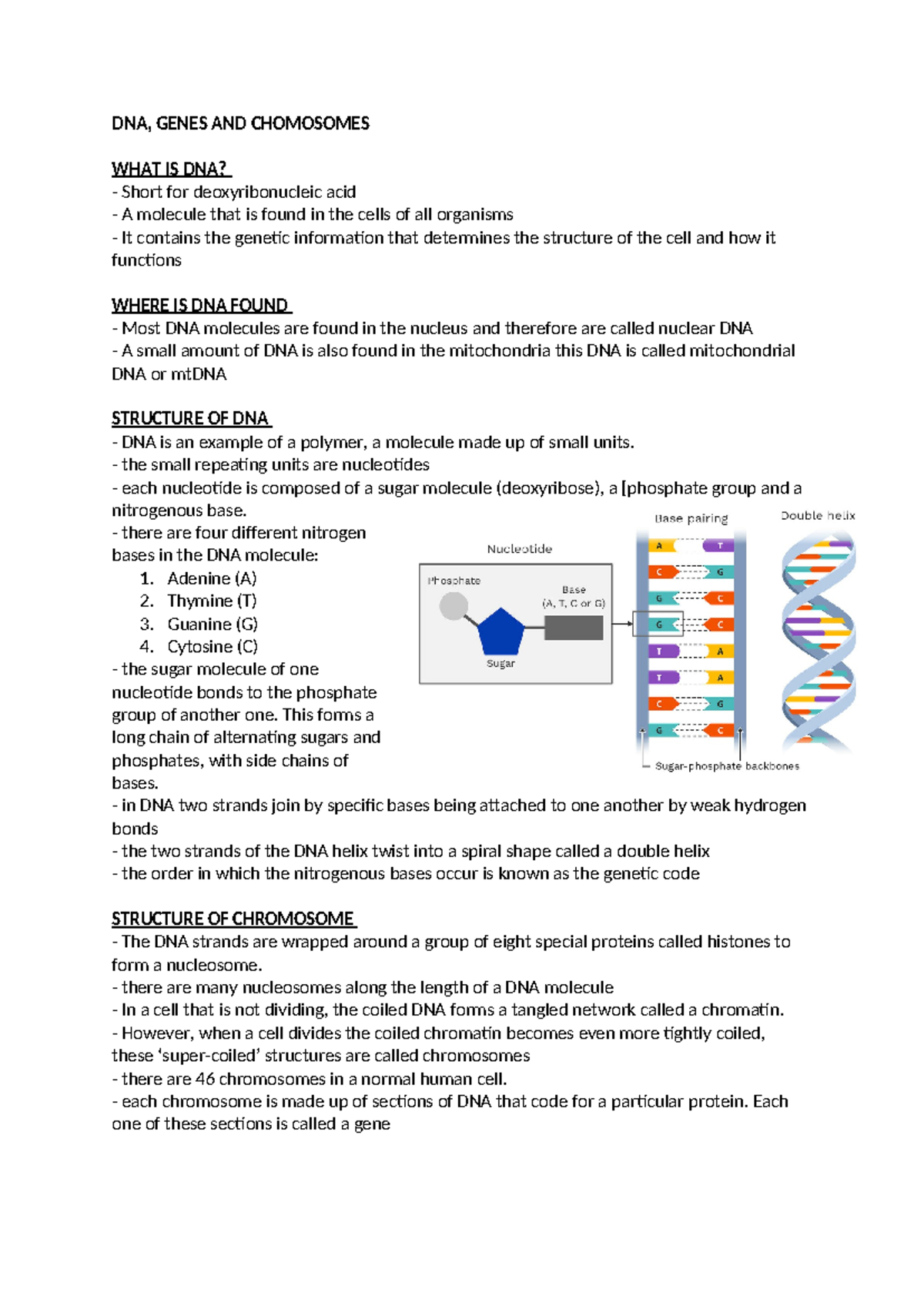 DNA - DNA yr 11 human bio notes - DNA, GENES AND CHOMOSOMES WHAT IS DNA ...
