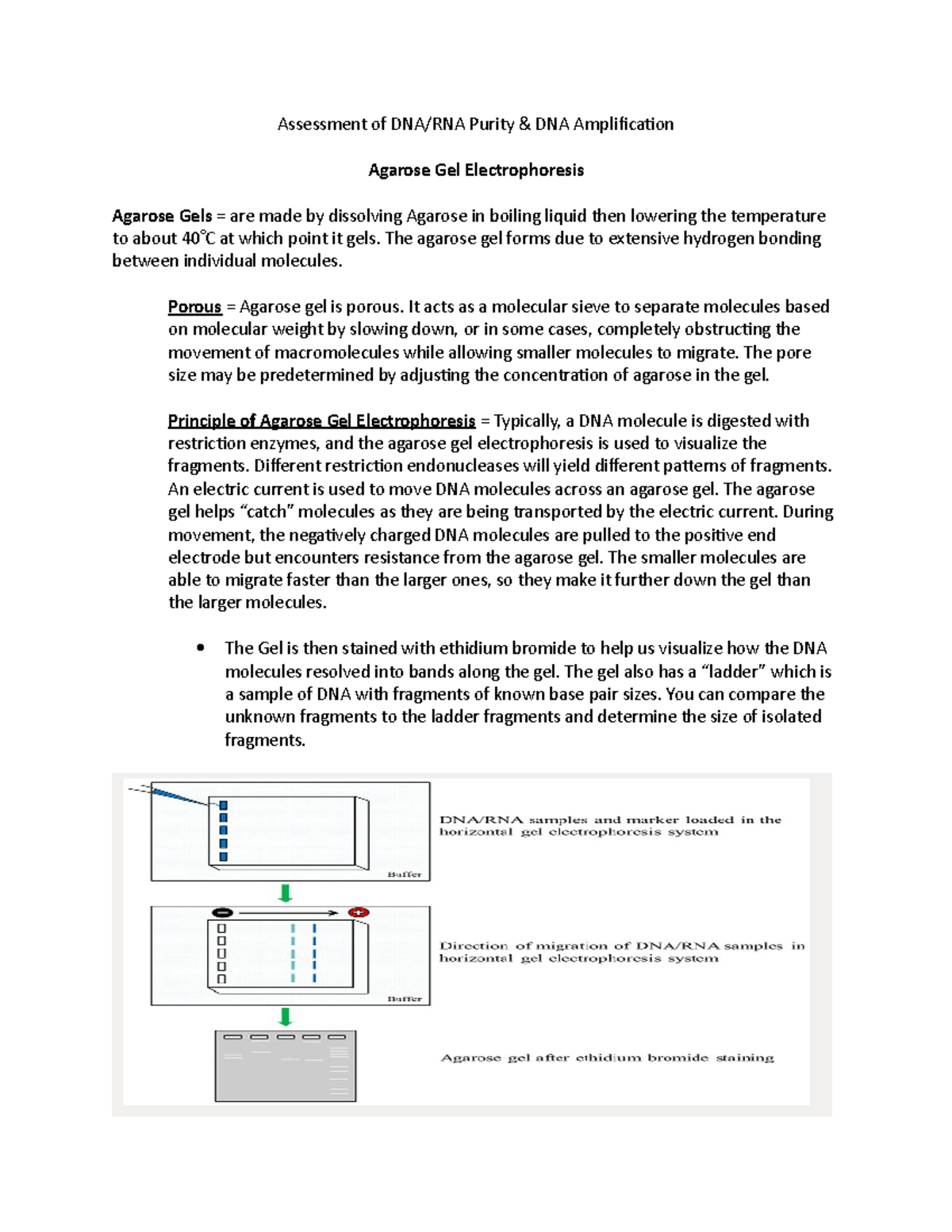 DNA Assessment and Techniques used to Amplify DNA - Assessment of DNA ...