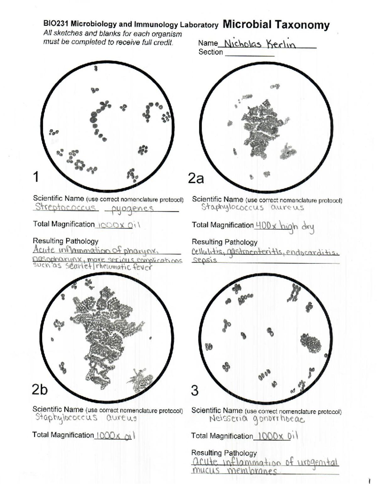Microbial Taxonomy - BIO 231 - Studocu