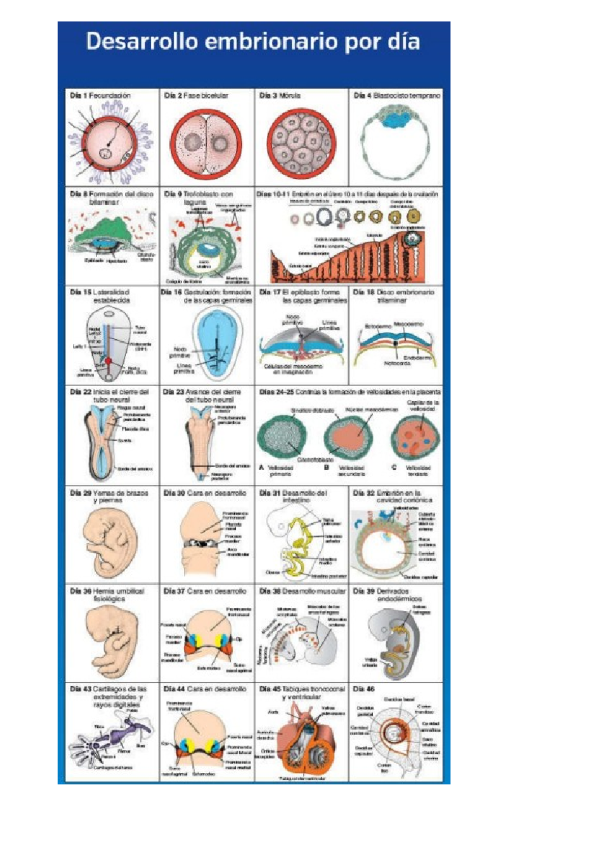 Apunte- embriología - resumen del langman, primero parte - En cada ...
