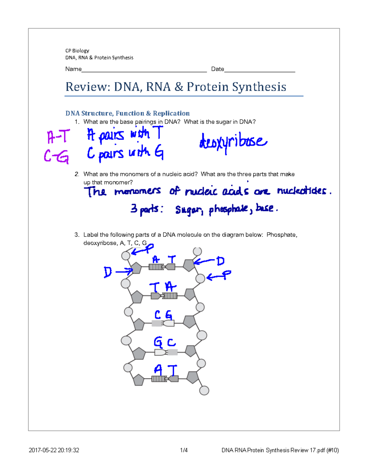 Protein synthesis test review - Cell and Molecular Biology - PSU - Studocu