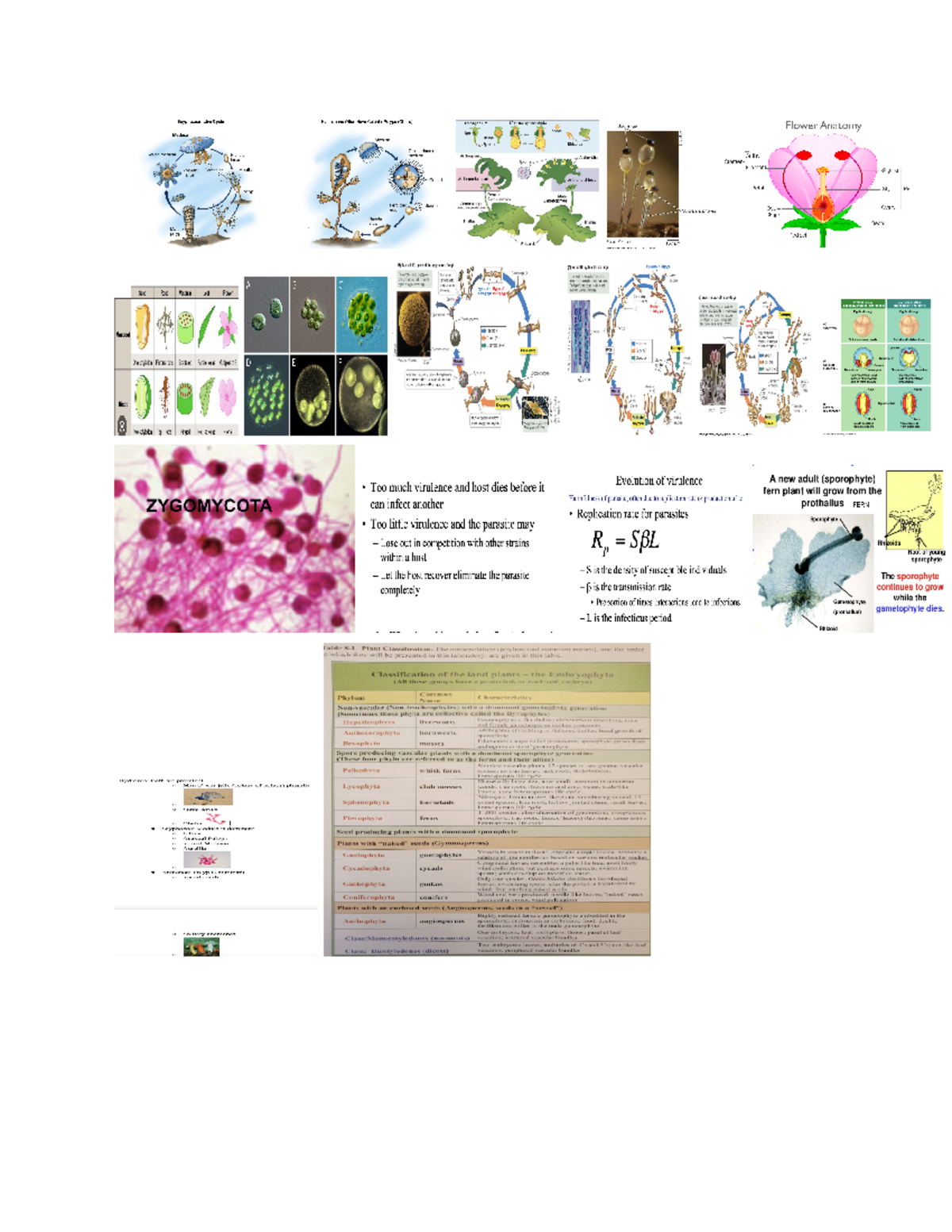 BIO Sheet - bio review - Jasmonic acid released by damaging a wide ...