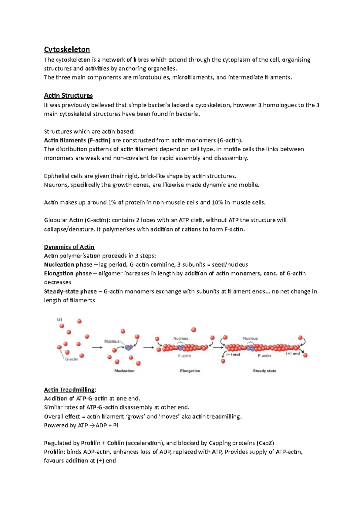 11 - Cytoskeleton - Lecture notes 11 - Cytoskeleton The cytoskeleton is ...