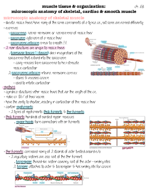 Ch 3 anatomy study notes, cell mitosis and the phases - Chapter 3 cells ...