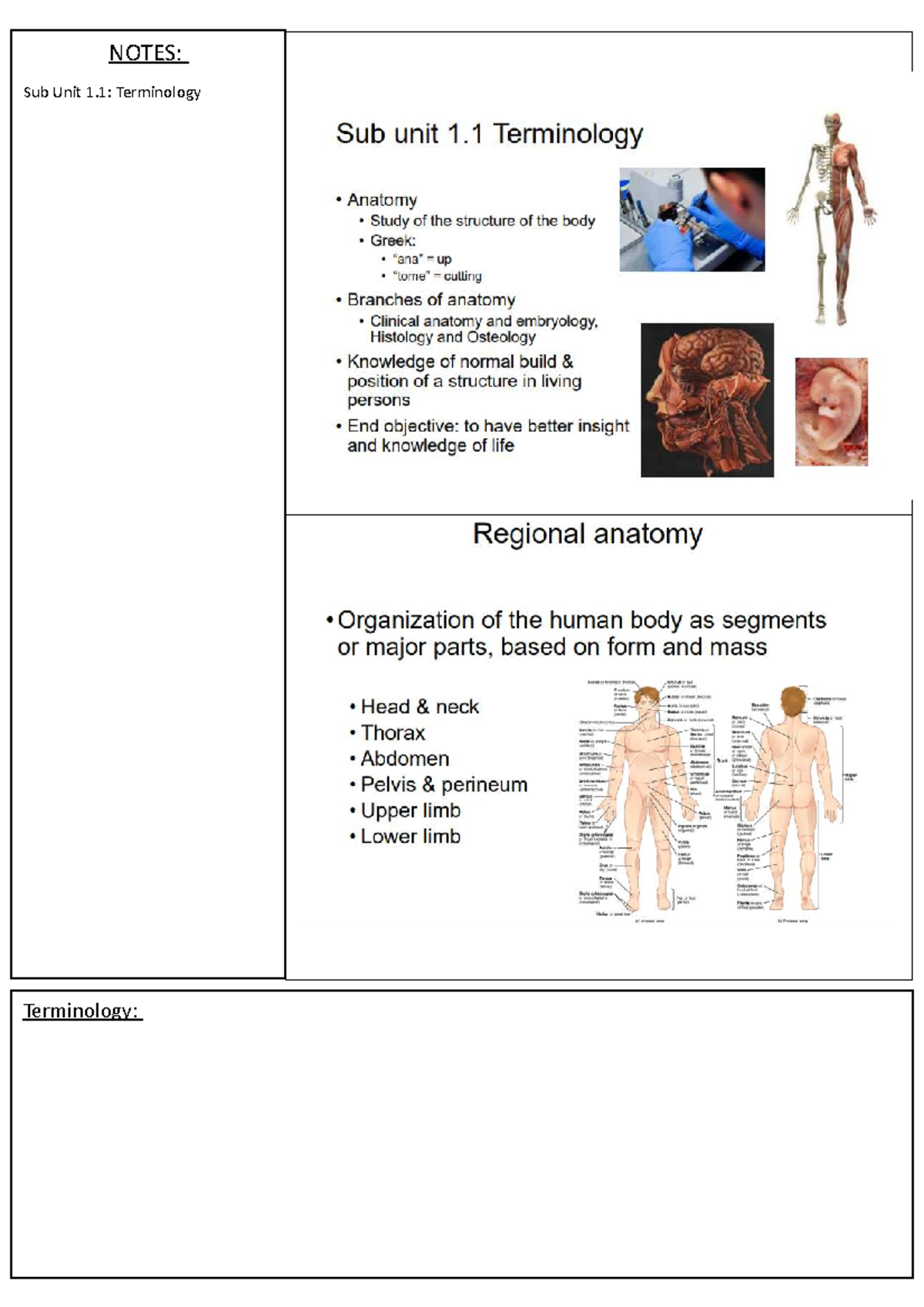 Human Anatomy 1 - lecture materials - Health Systems - Sub Unit 1 ...
