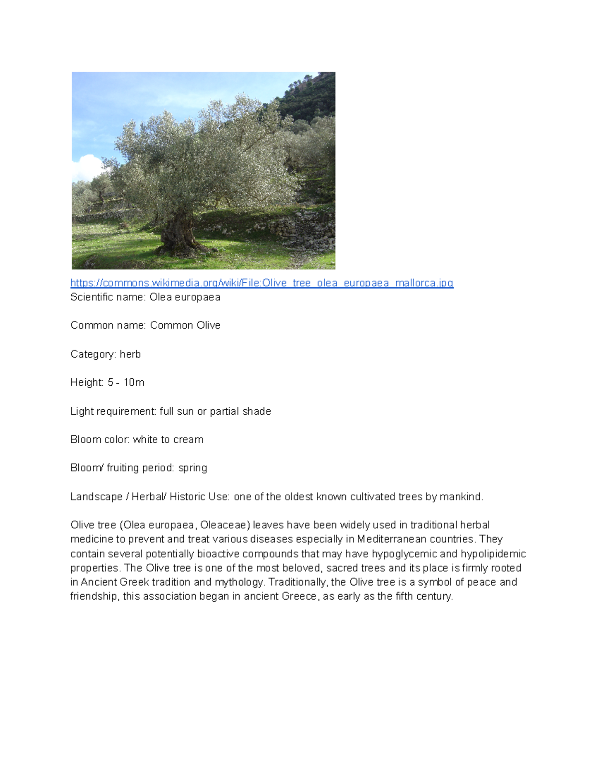 Olea europaea - commons.wikimedia/wiki/File:Olive_tree_olea_europaea ...