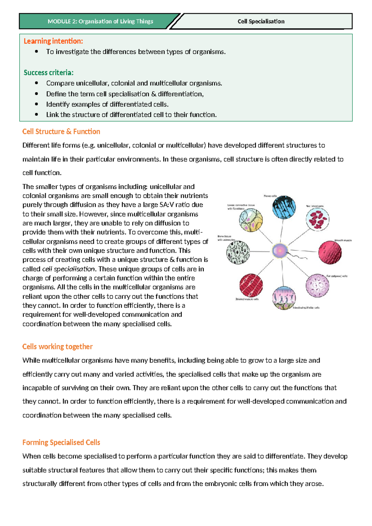 2. Cell Specialisation - MODULE 2: Organisation of Living Things Cell ...