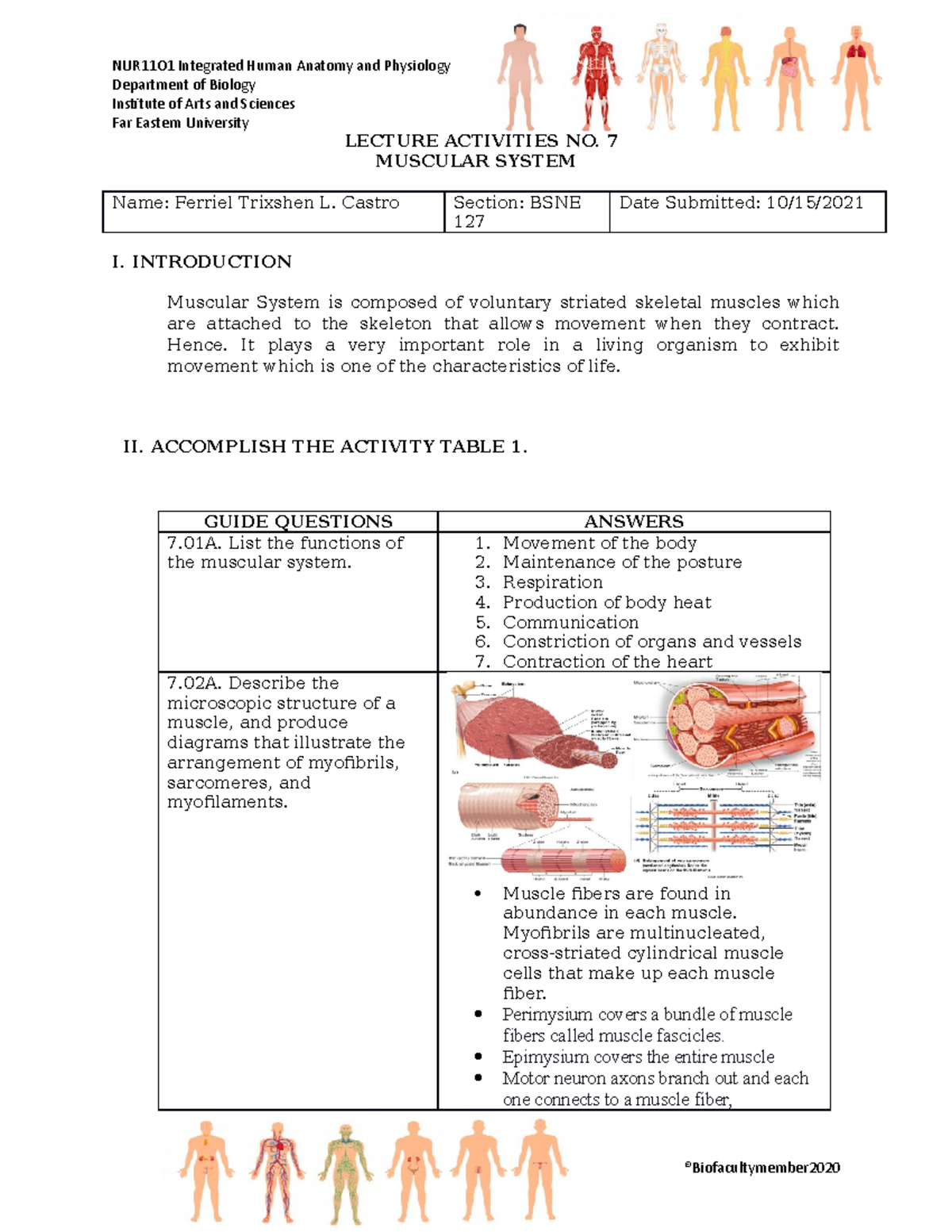 LEC Activity 7 Muscular System questions - Department of Biology ...