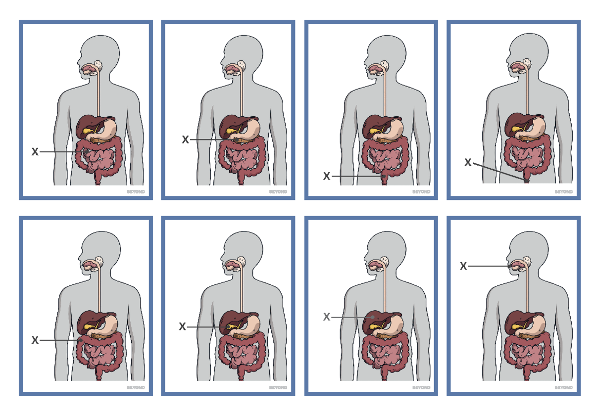 Digestive-system-card-sort ver 1 - X X X X X X X X X X X mouth ...