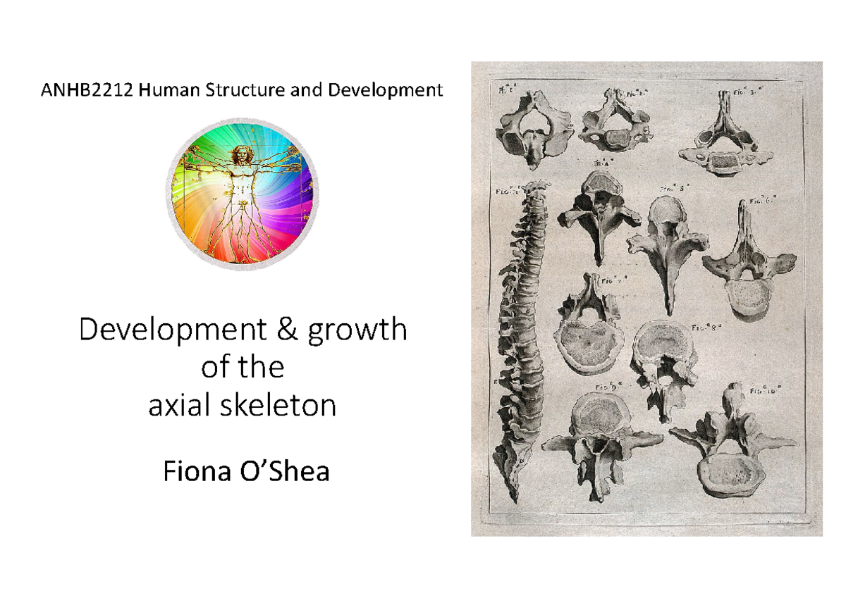 Development of the axial skeleton (LMS) - Development & growth of the ...