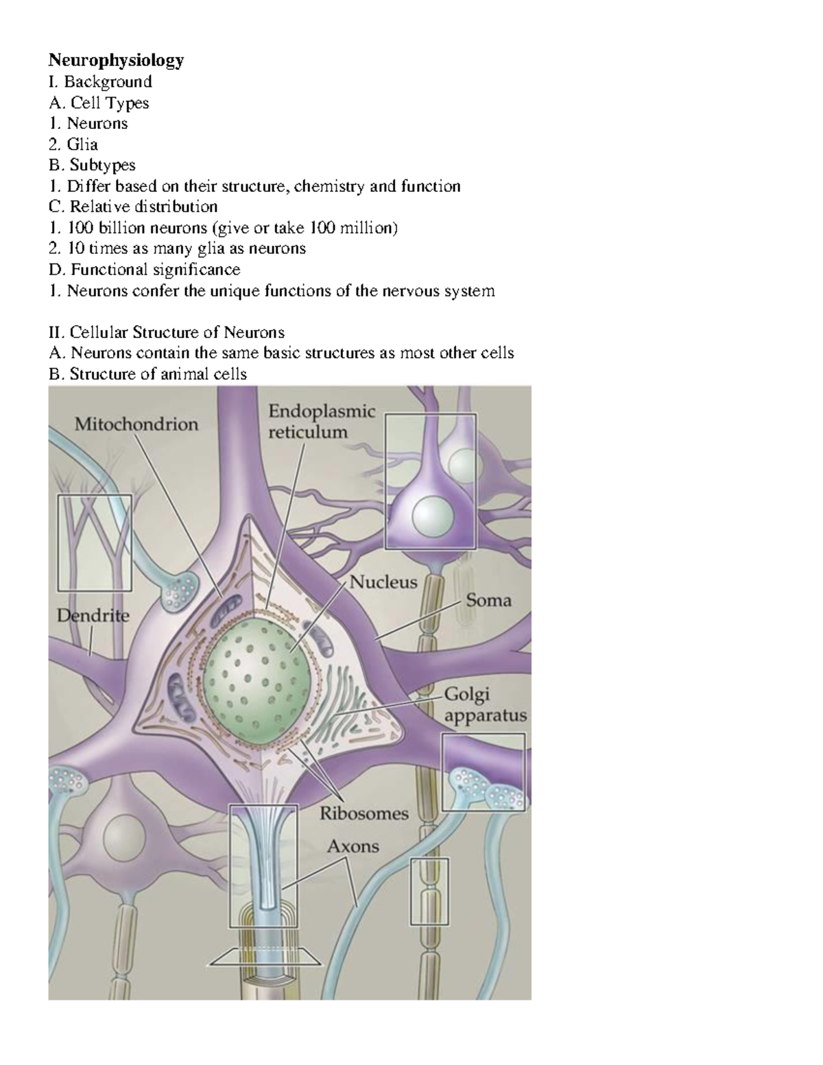 01 NBSummer Lectures 1 2 3 - Neurophysiology I. Background A. Cell ...