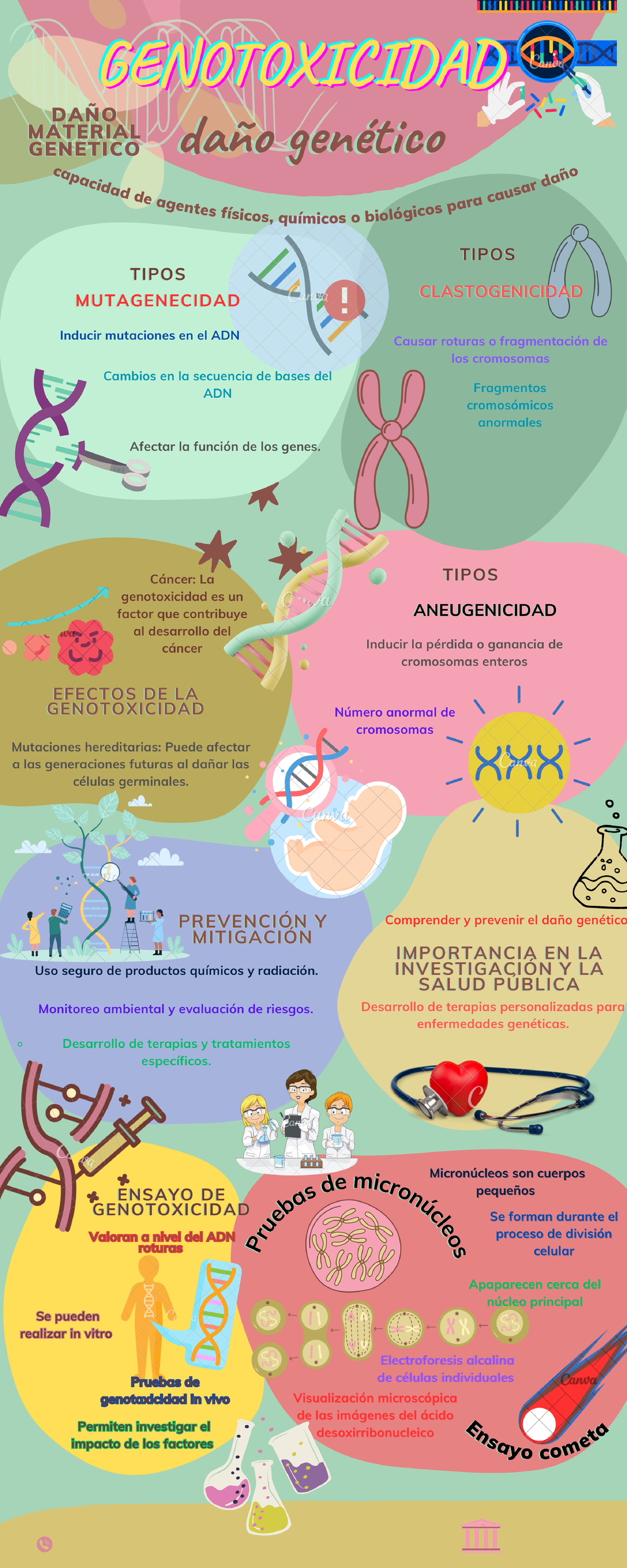 Infografia genotoxicidad - Genética General - Studocu