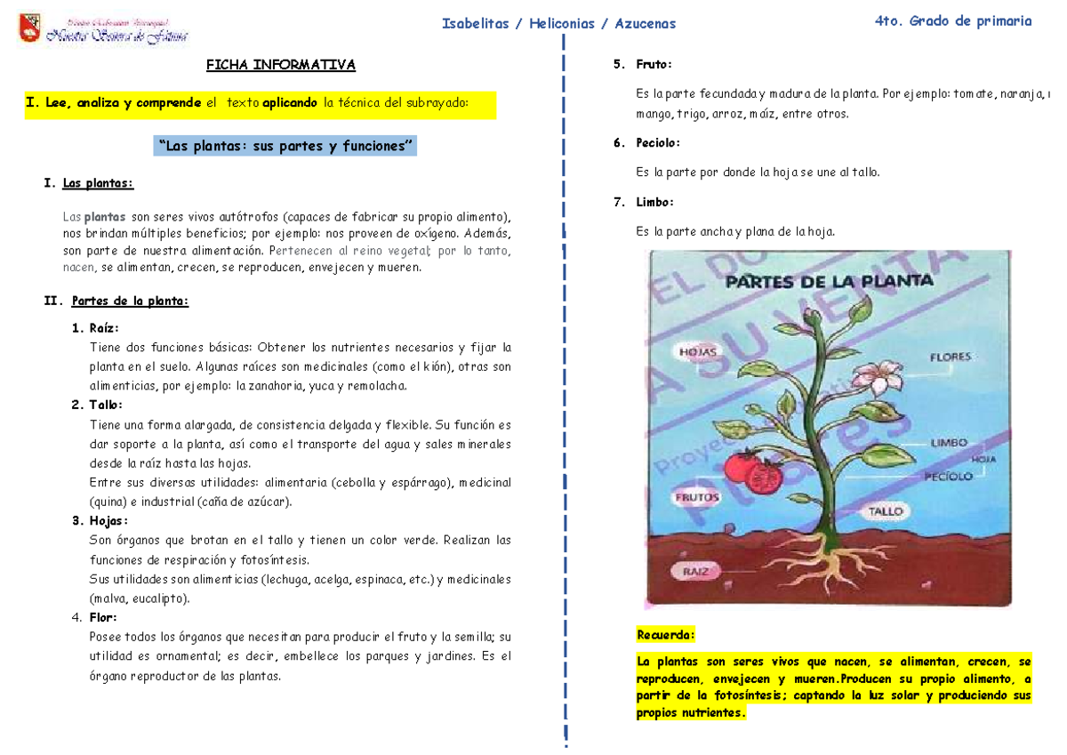 La planta, sus partes y funciones - Ficha Informativa - Isabelitas ...