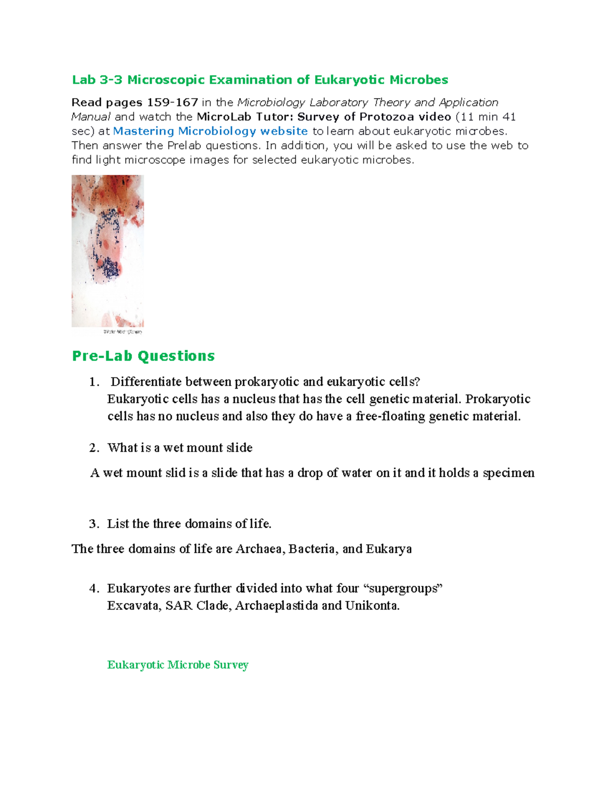 Lab 3-3 Microscopic Examination of Eukaryotic Microbes - Then answer ...