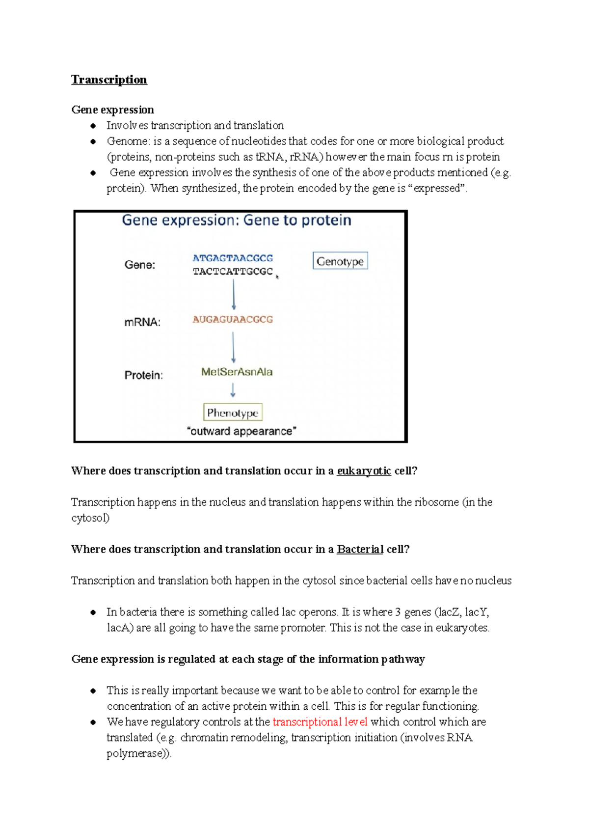 Transcription and Translation notes - Transcription Gene expression ...